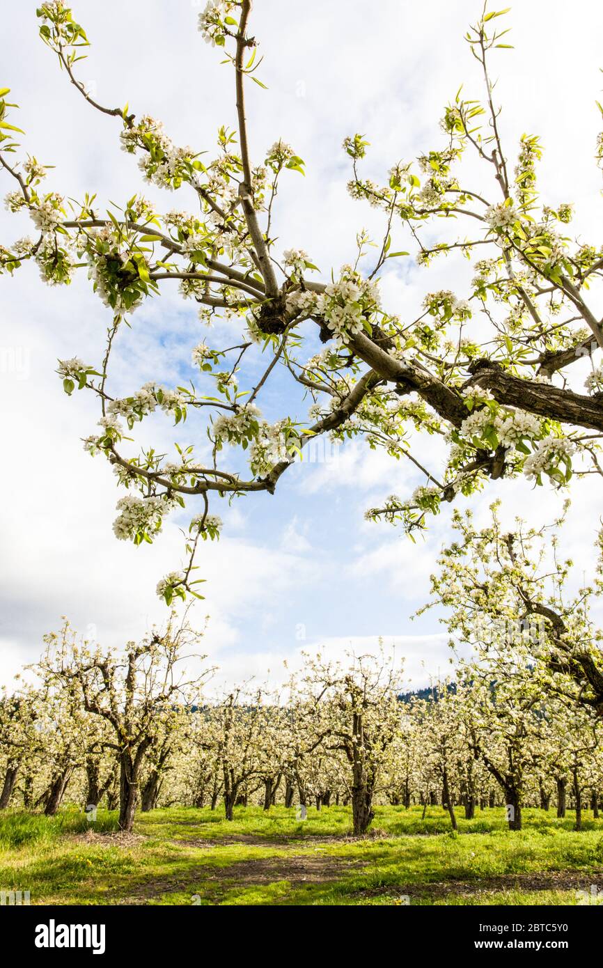 Apple orchard in blossom in the Fruit Loop near Hood River, Oregon, USA ...