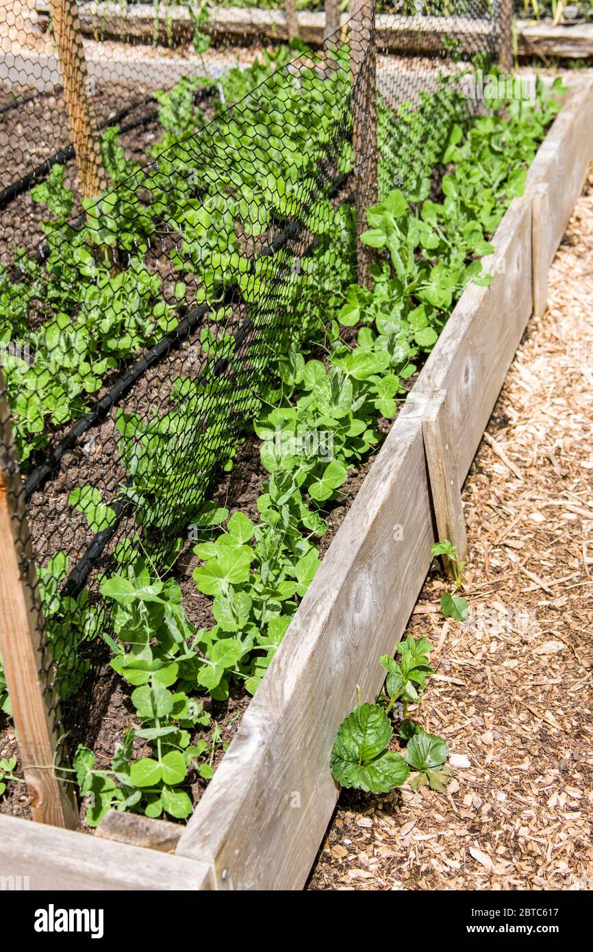 Snow pea seedlings in a raised bed garden in Issaquah, Washington, USA ...