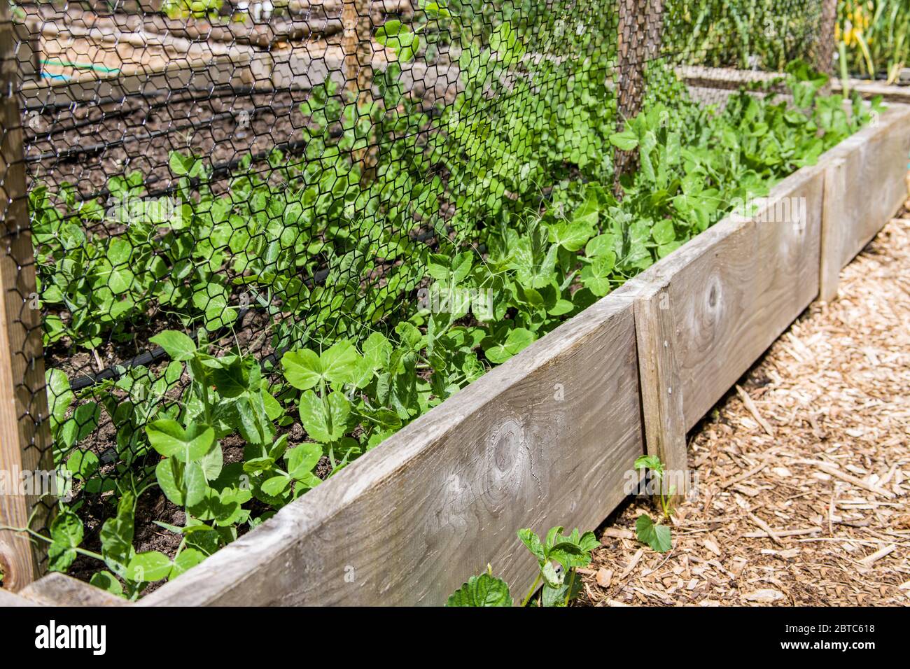 Snow pea seedlings in a raised bed garden in Issaquah, Washington, USA ...