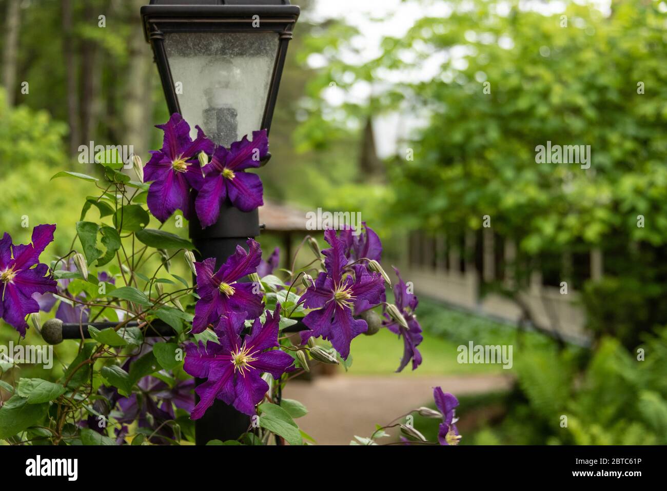 Spring flowering clematis hi-res stock photography and images - Alamy