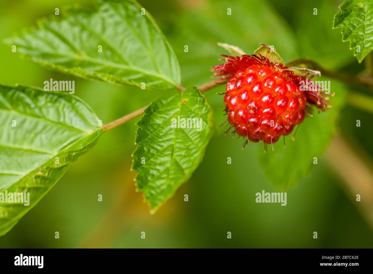 Salmonberries hi-res stock photography and images - Alamy