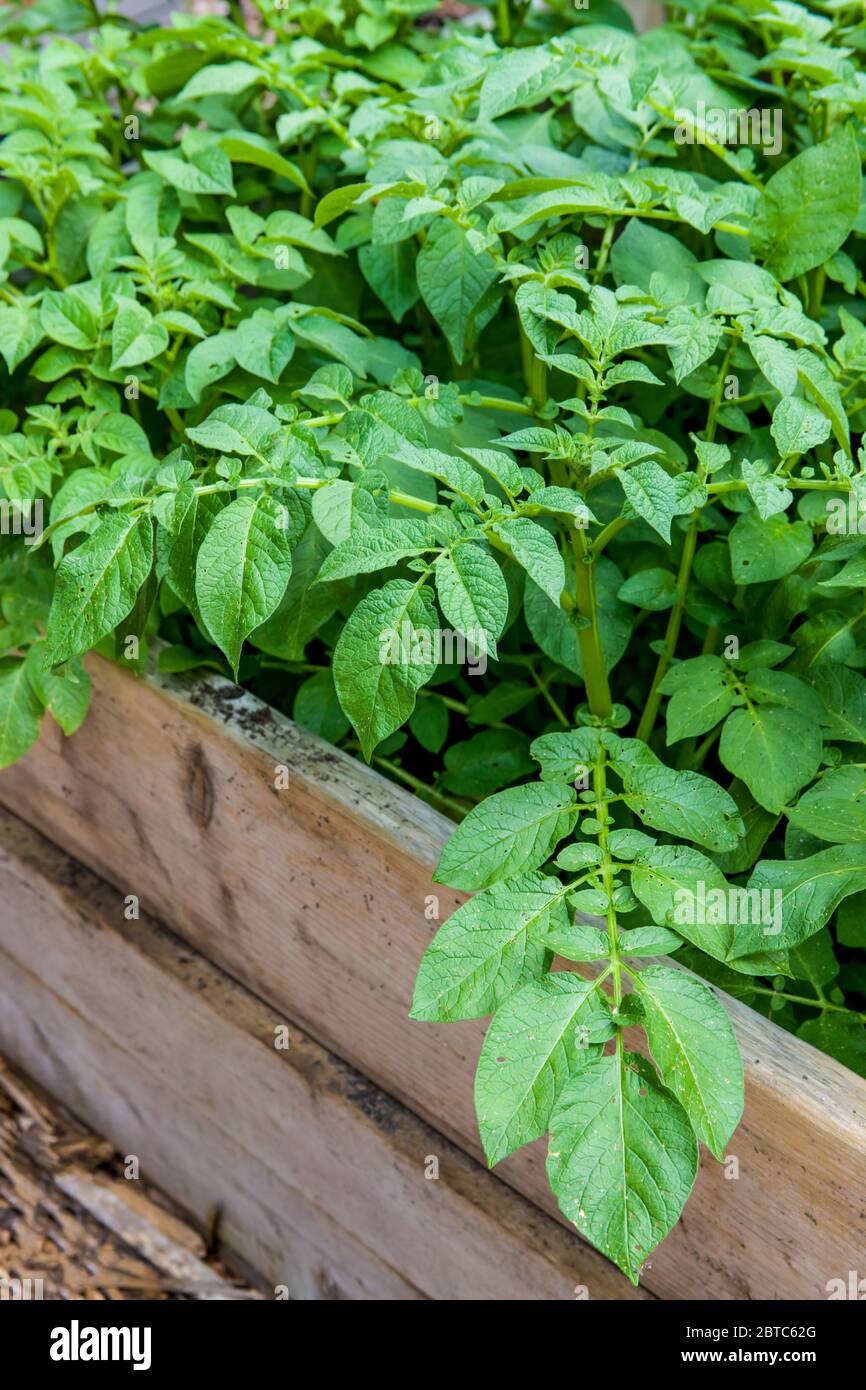 Potato bed hi-res stock photography and images - Alamy