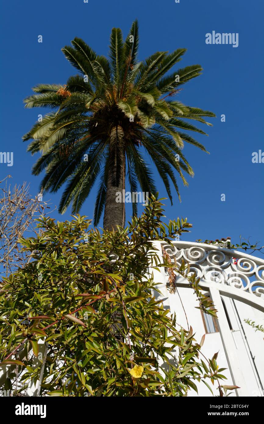 Barcelona palm tree hi-res stock photography and images - Alamy
