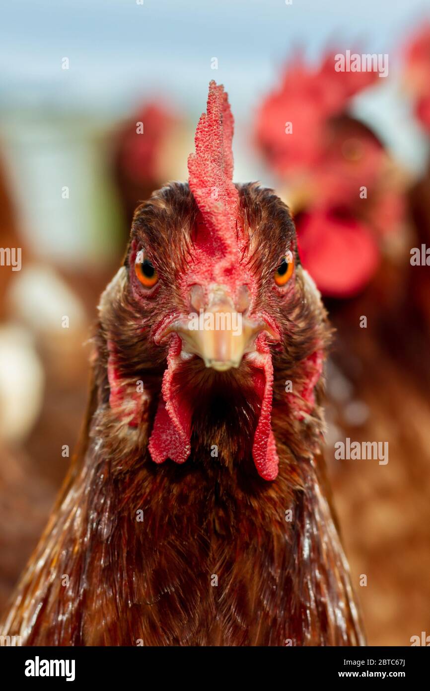 A layer hen on a rural organic farm Stock Photo - Alamy