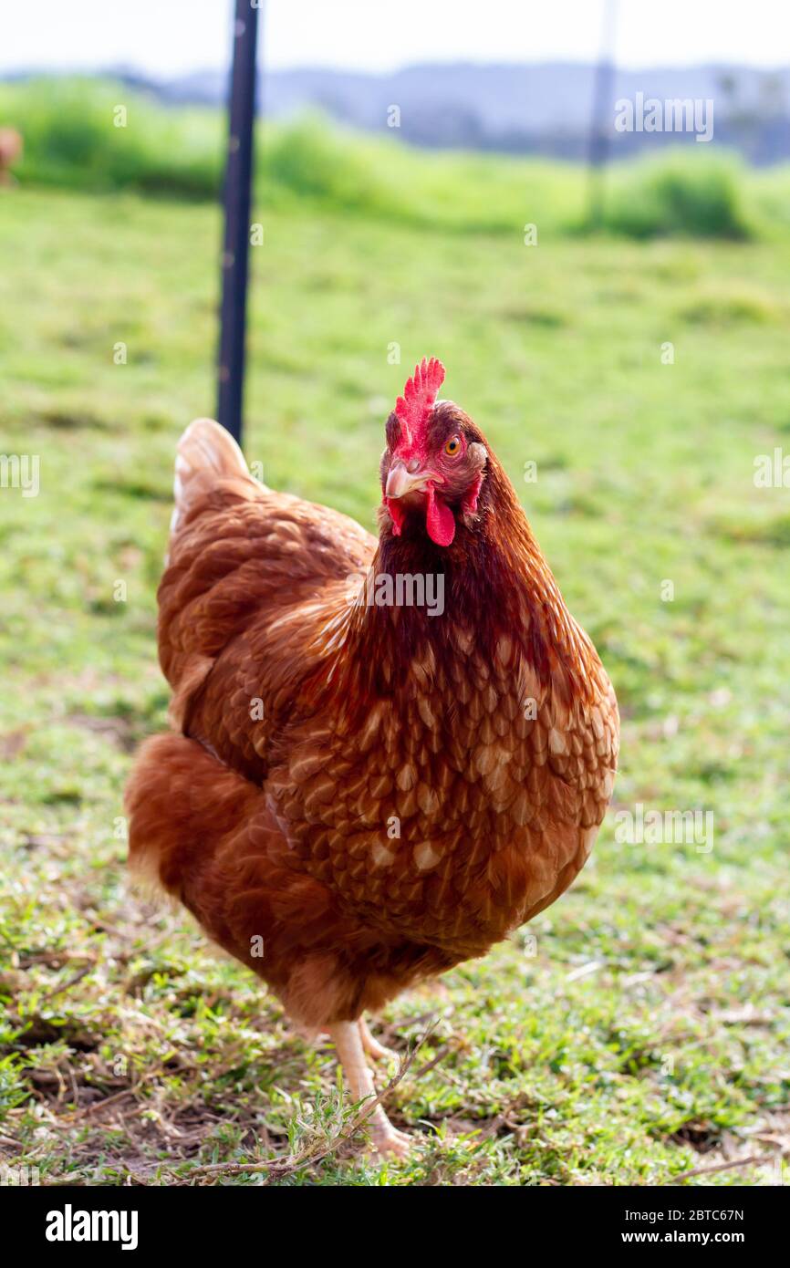 A layer hen on a rural organic farm Stock Photo - Alamy