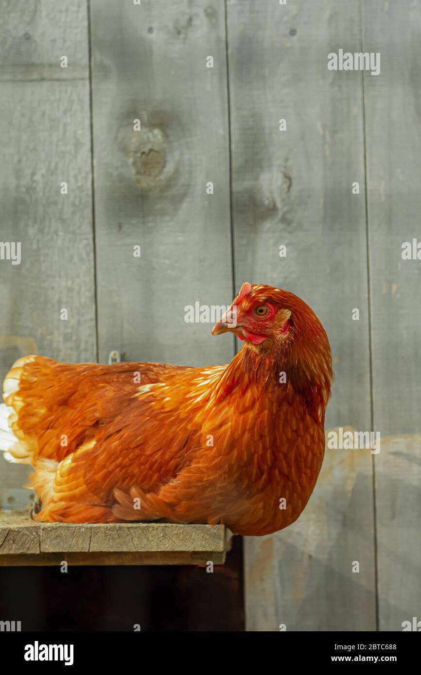 A layer hen on a rural organic farm Stock Photo - Alamy