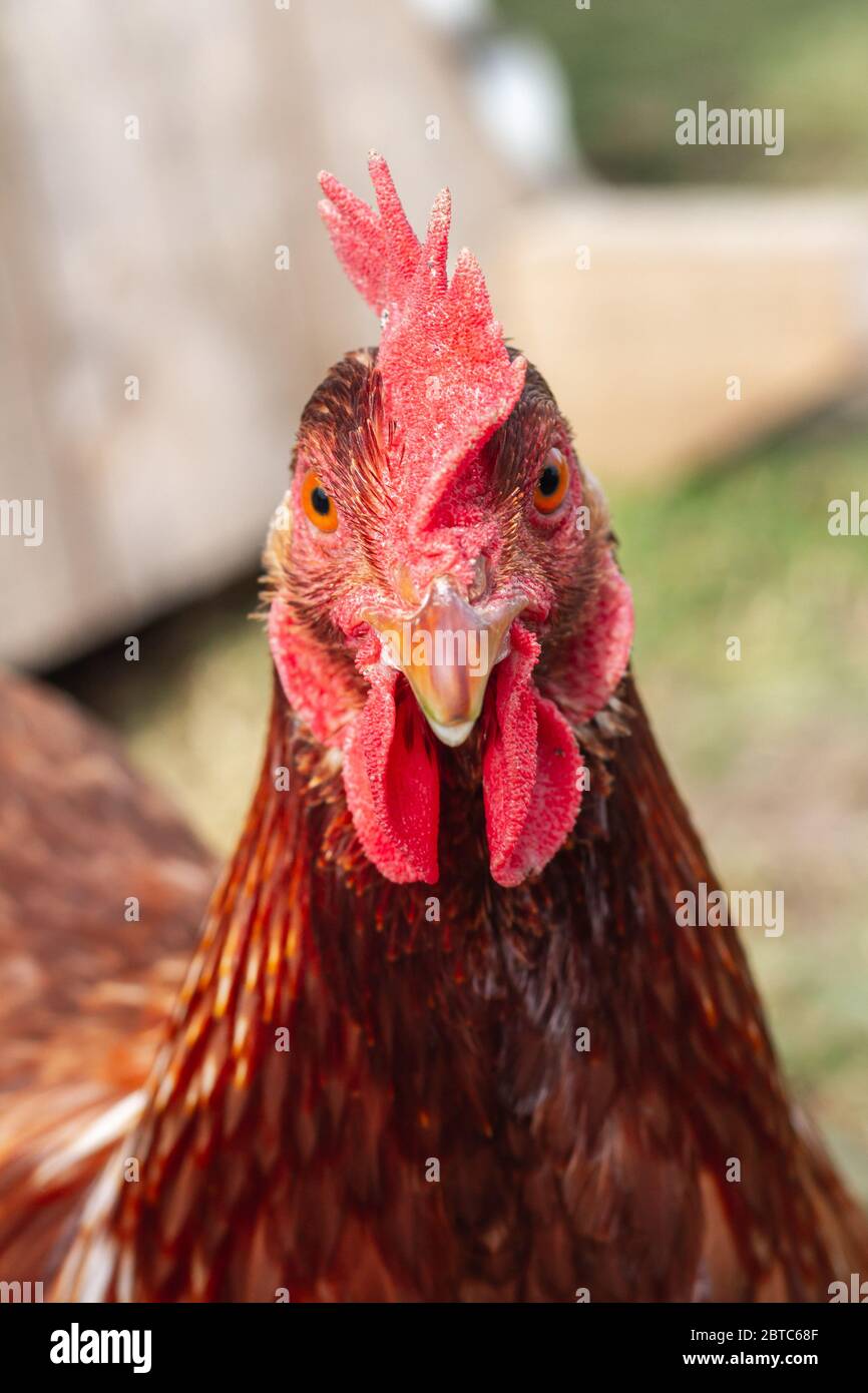 Layer hen hi-res stock photography and images - Alamy