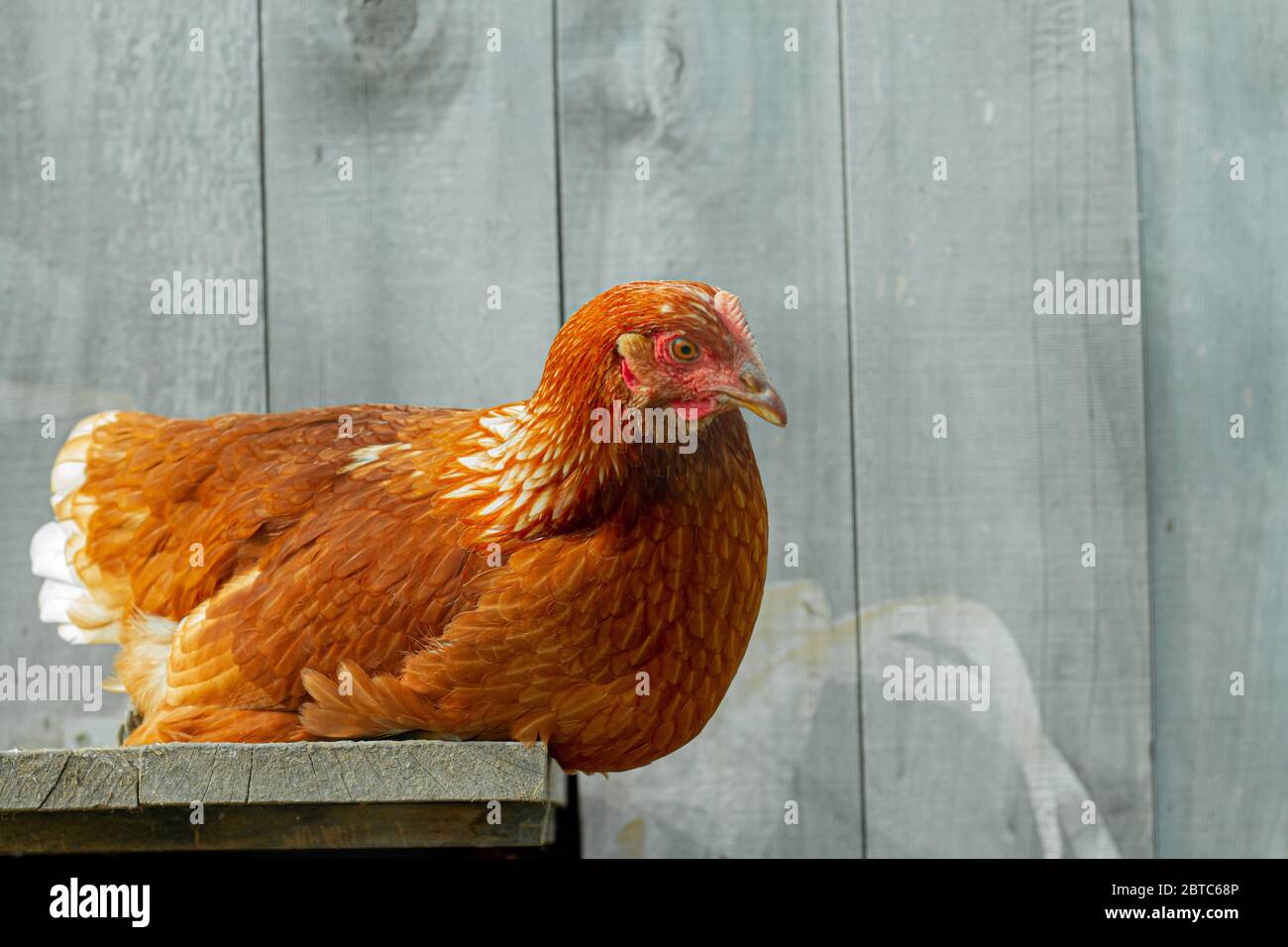 A layer hen on a rural organic farm Stock Photo - Alamy