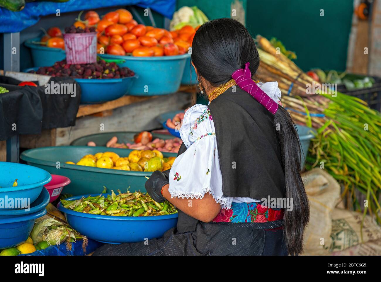 An indigenous Otavalo woman in traditional clothing peeling green beans ...
