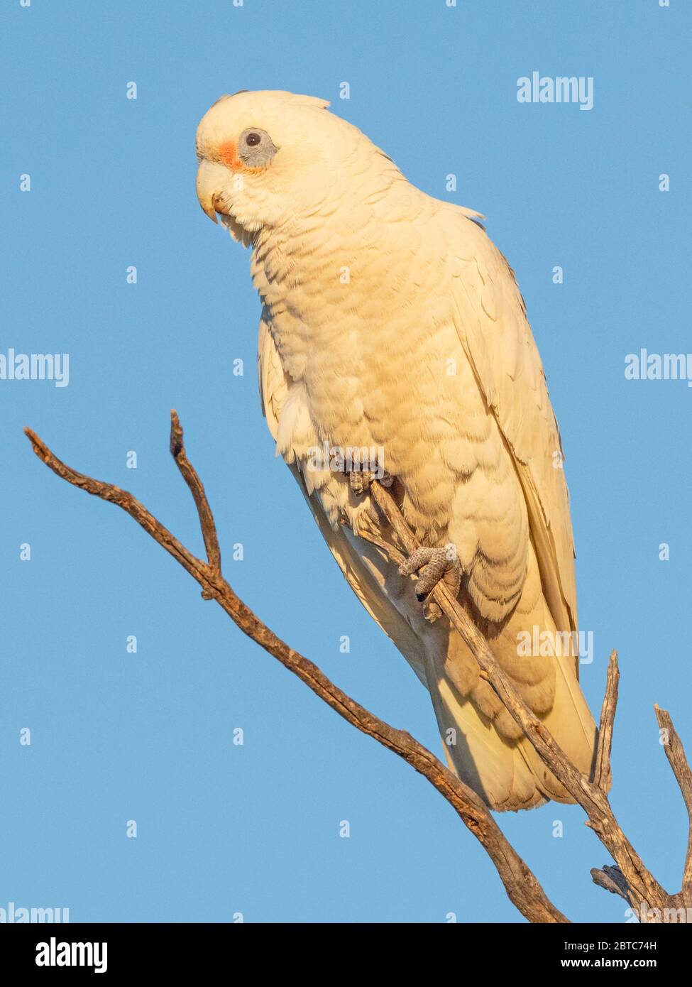 Corella in a tree hi-res stock photography and images - Alamy