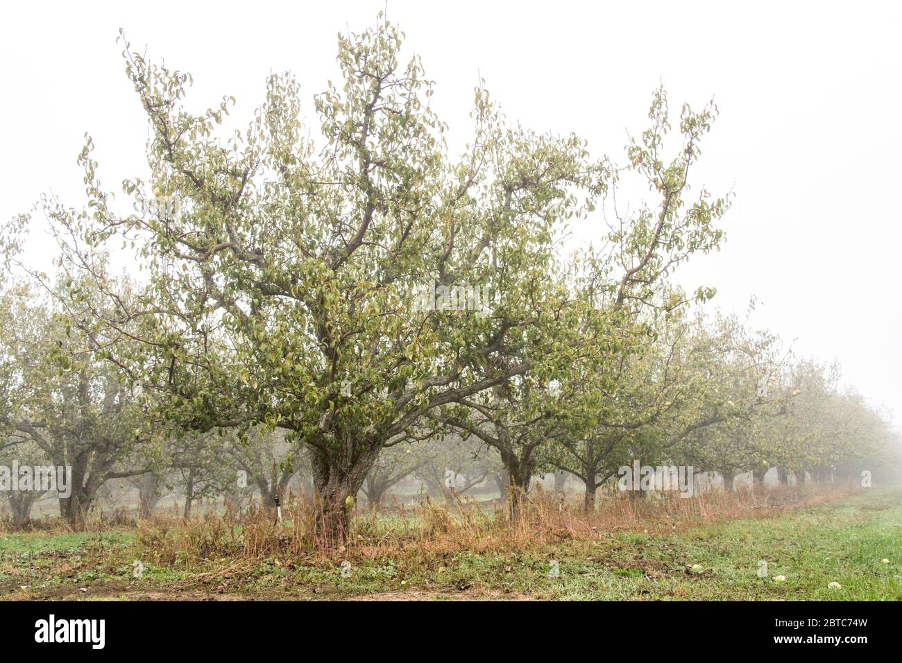 Bartlett Pear tree in orchard on a foggy day, near Hood River, Oregon ...
