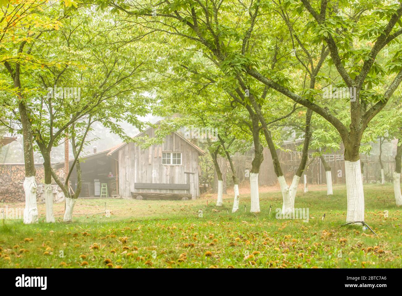 Japanese european grafted chestnut hi-res stock photography and images ...