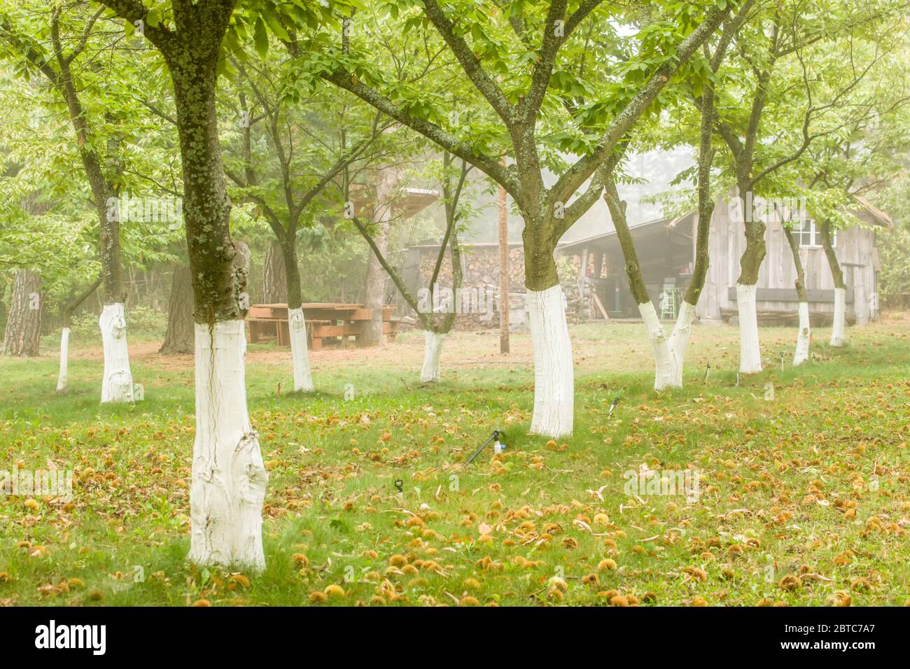 Japanese european grafted chestnut hi-res stock photography and images ...