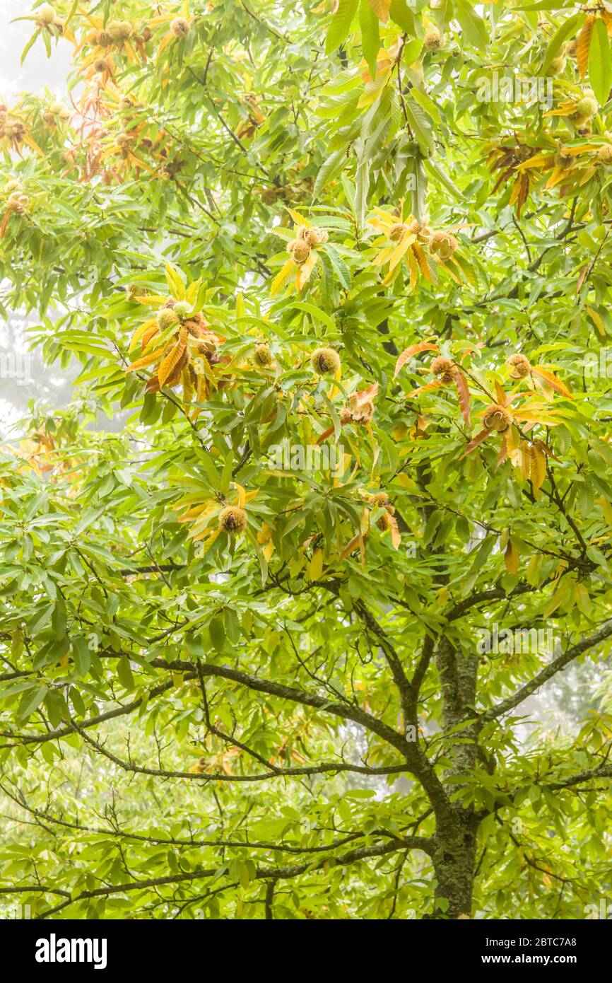 Colossal Chestnut trees with chestnuts near Hood River, Oregon, USA ...