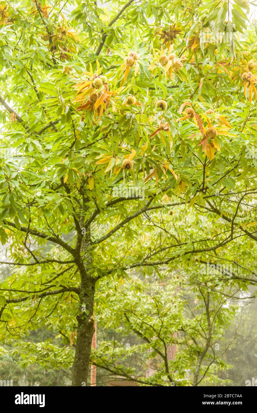 Japanese european grafted hybrid chestnut hi-res stock photography and ...