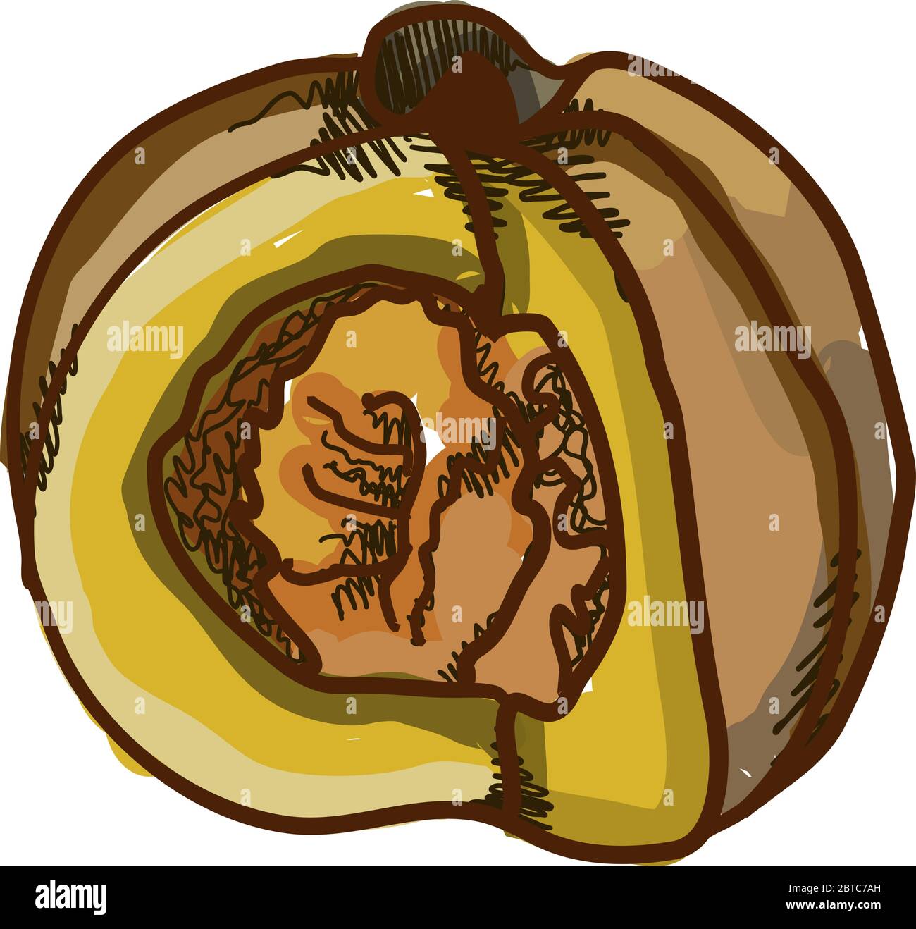 Calabaza squash pumpkin, illustration, vector on white background Stock ...