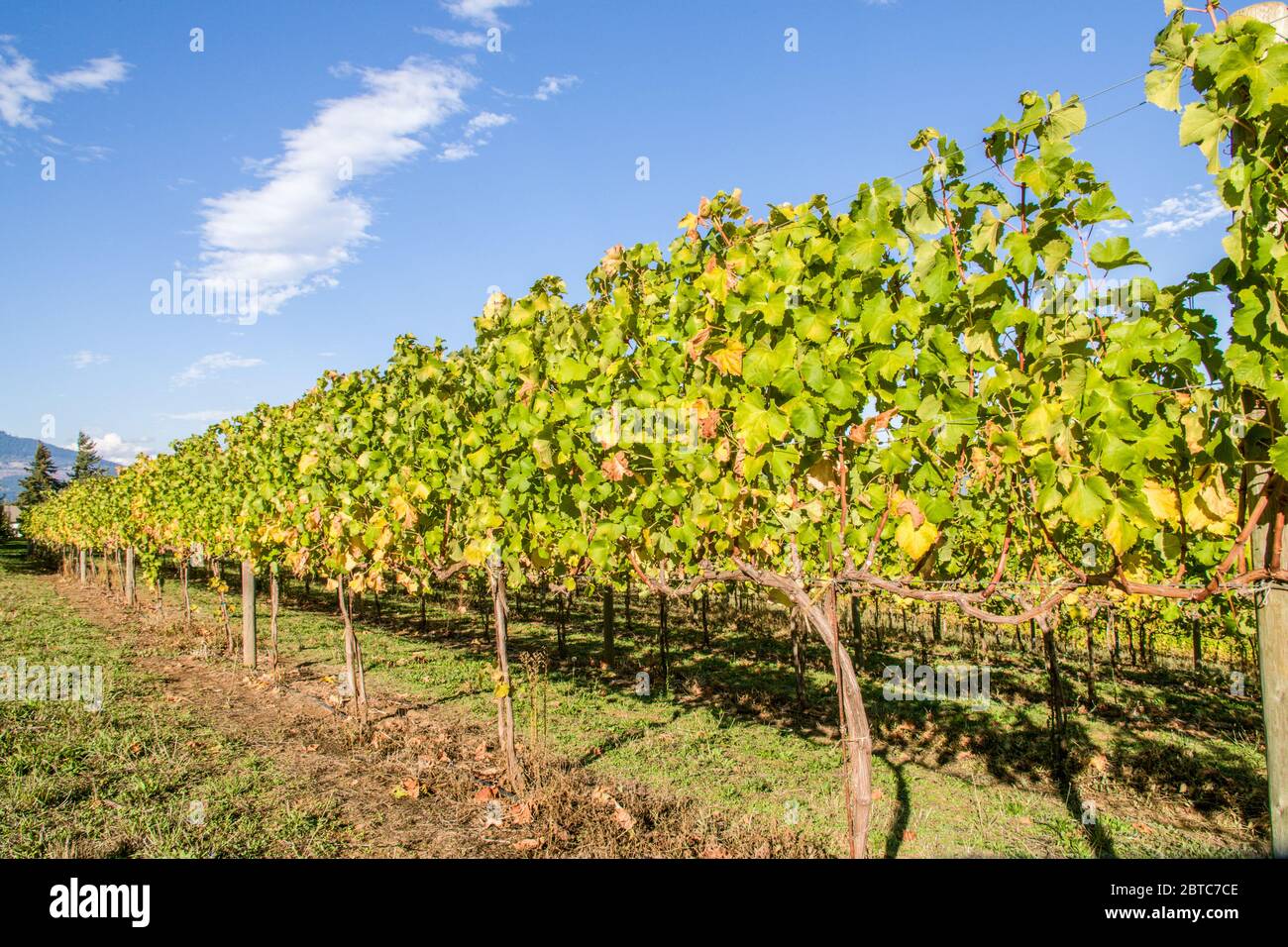 Grapevine trellis hi-res stock photography and images - Alamy
