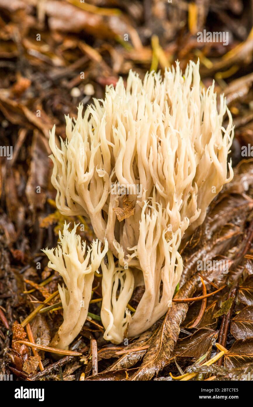 Coral Fungi High Resolution Stock Photography and Images - Alamy
