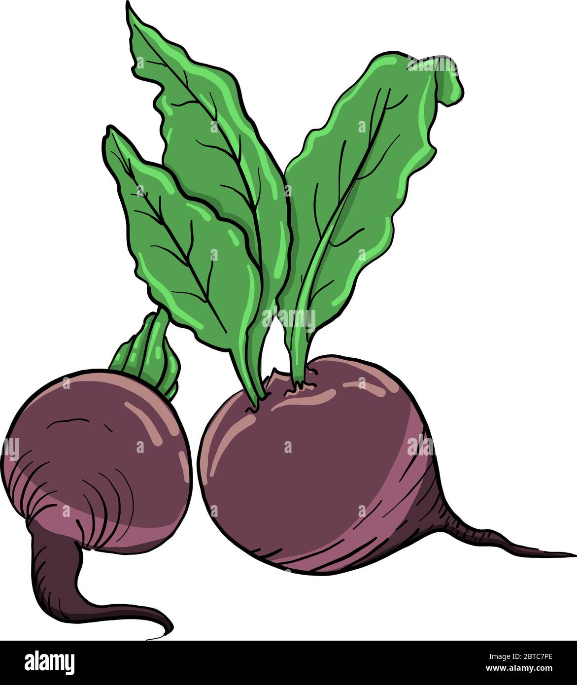 Fresh red organic beets Stock Vector Images - Alamy