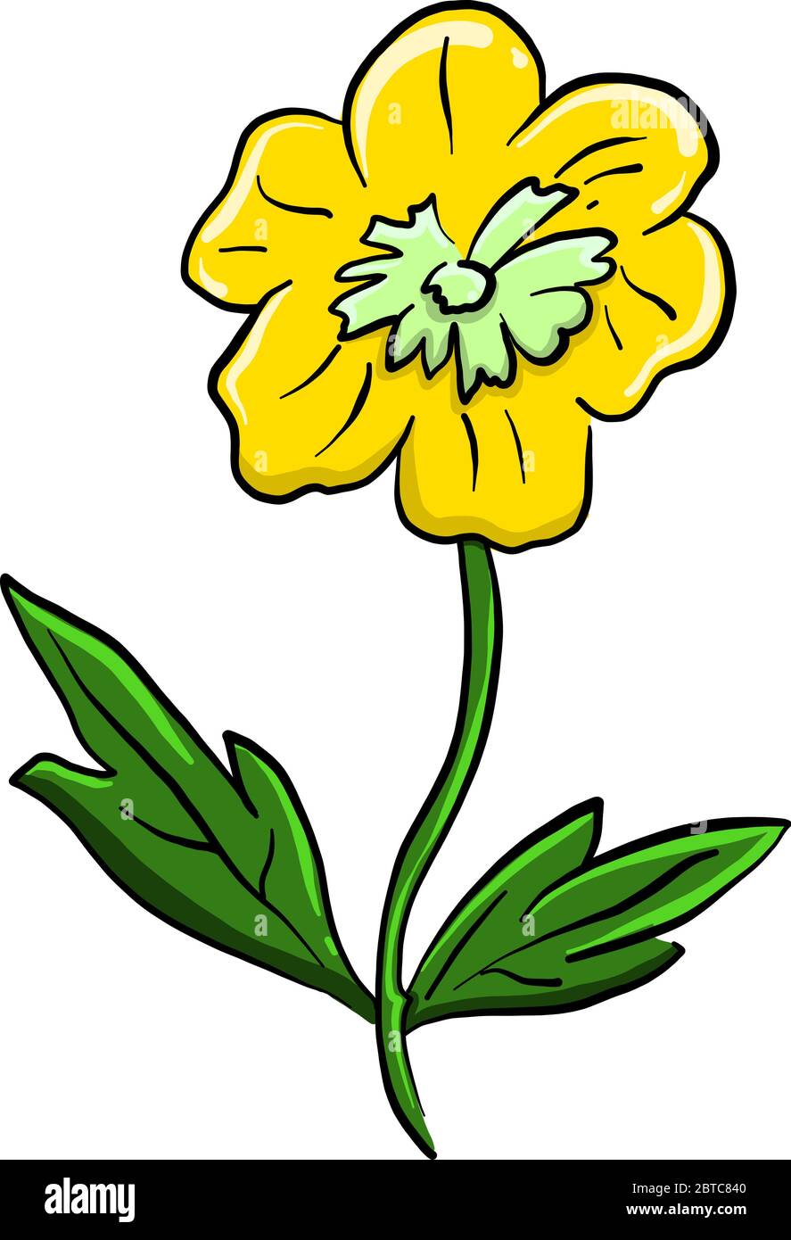 Buttercup flower vector vectors hi-res stock photography and images - Alamy