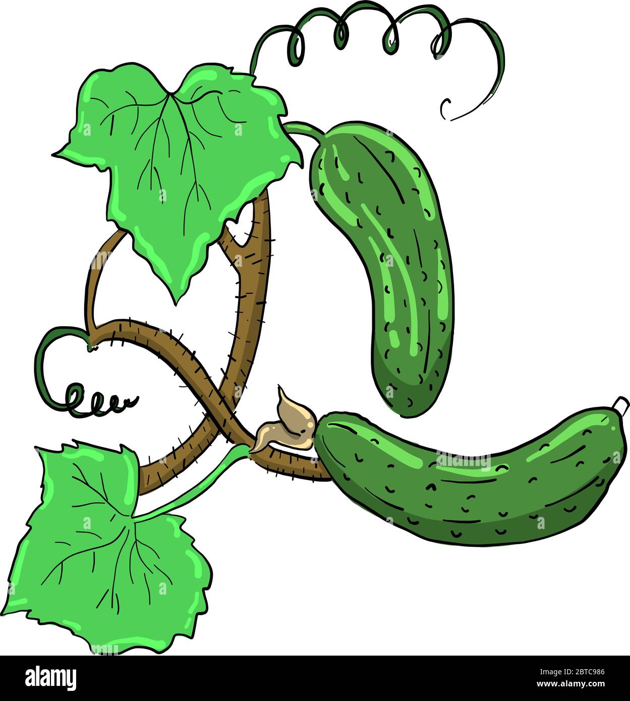 Fresh cucumber , illustration, vector on white background Stock Vector ...