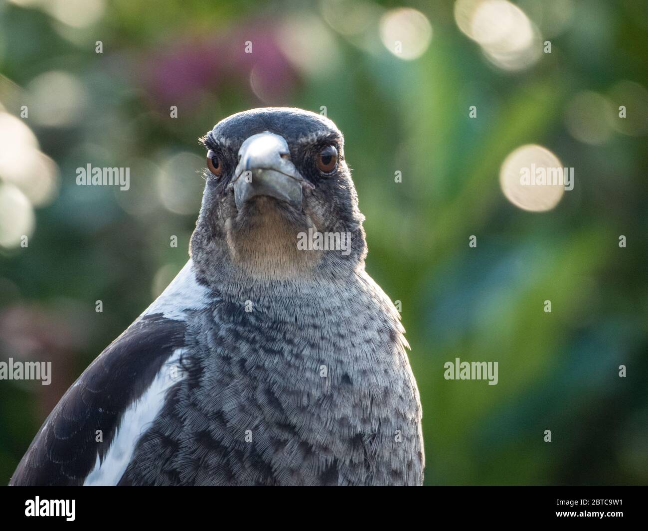 Australian Magpie looking the camera straight in the eye, blurred green ...