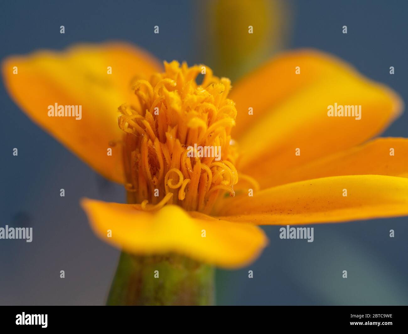 Macro of the curled looped over stamens of the Gorgeous orange striped ...
