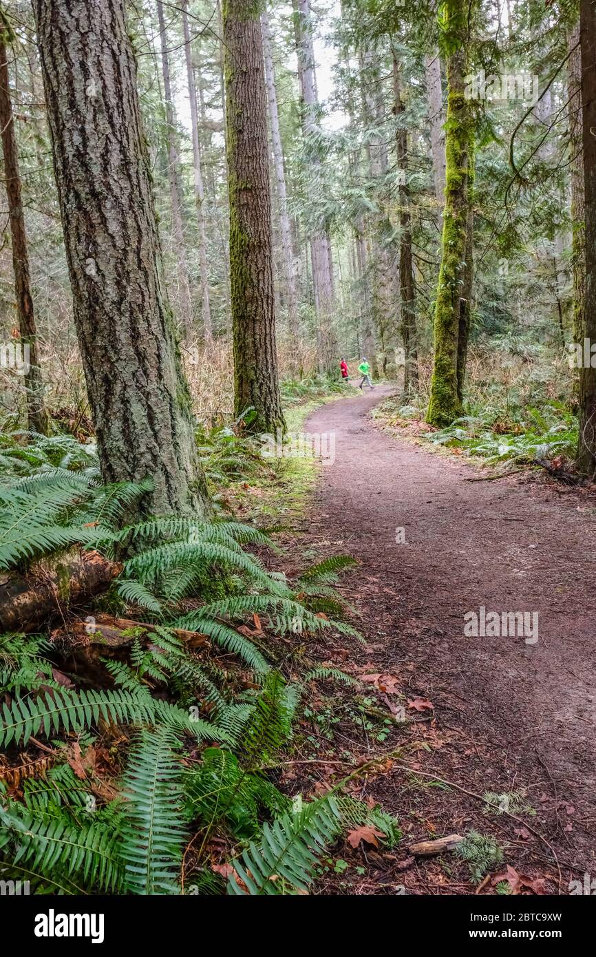 Tall straight trunks trees in hi-res stock photography and images - Alamy