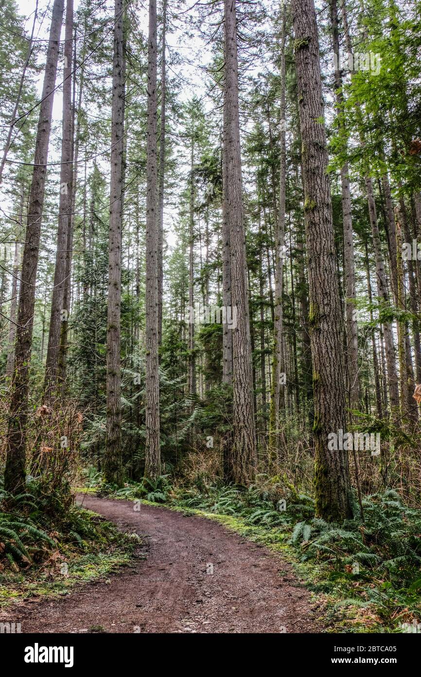 Close up of straight fir tree trunks in the woods Stock Photo - Alamy