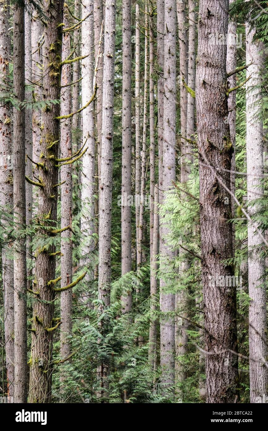 Tall Straight Trees High Resolution Stock Photography and Images - Alamy