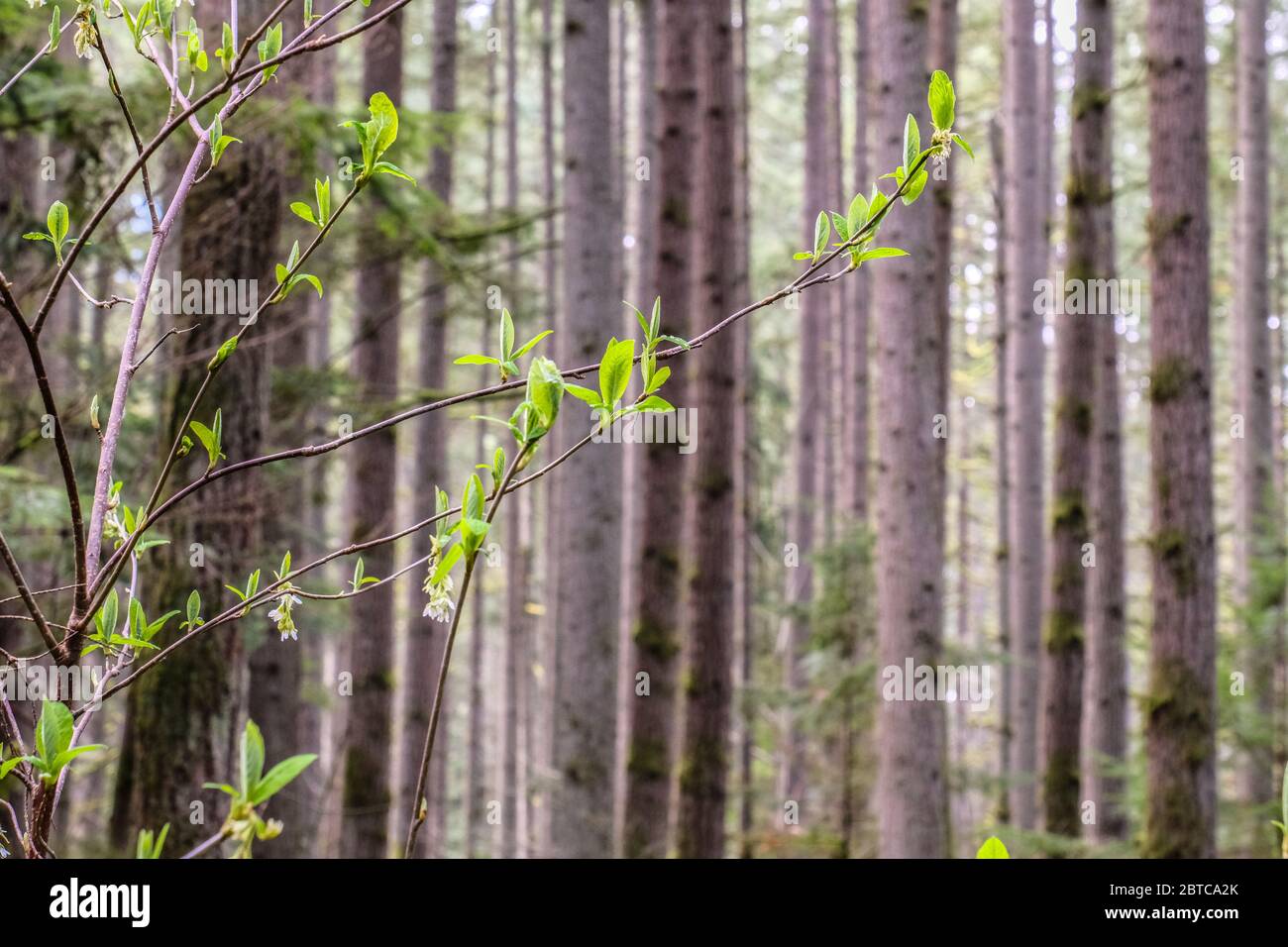Close up of straight fir tree trunks in the woods Stock Photo - Alamy