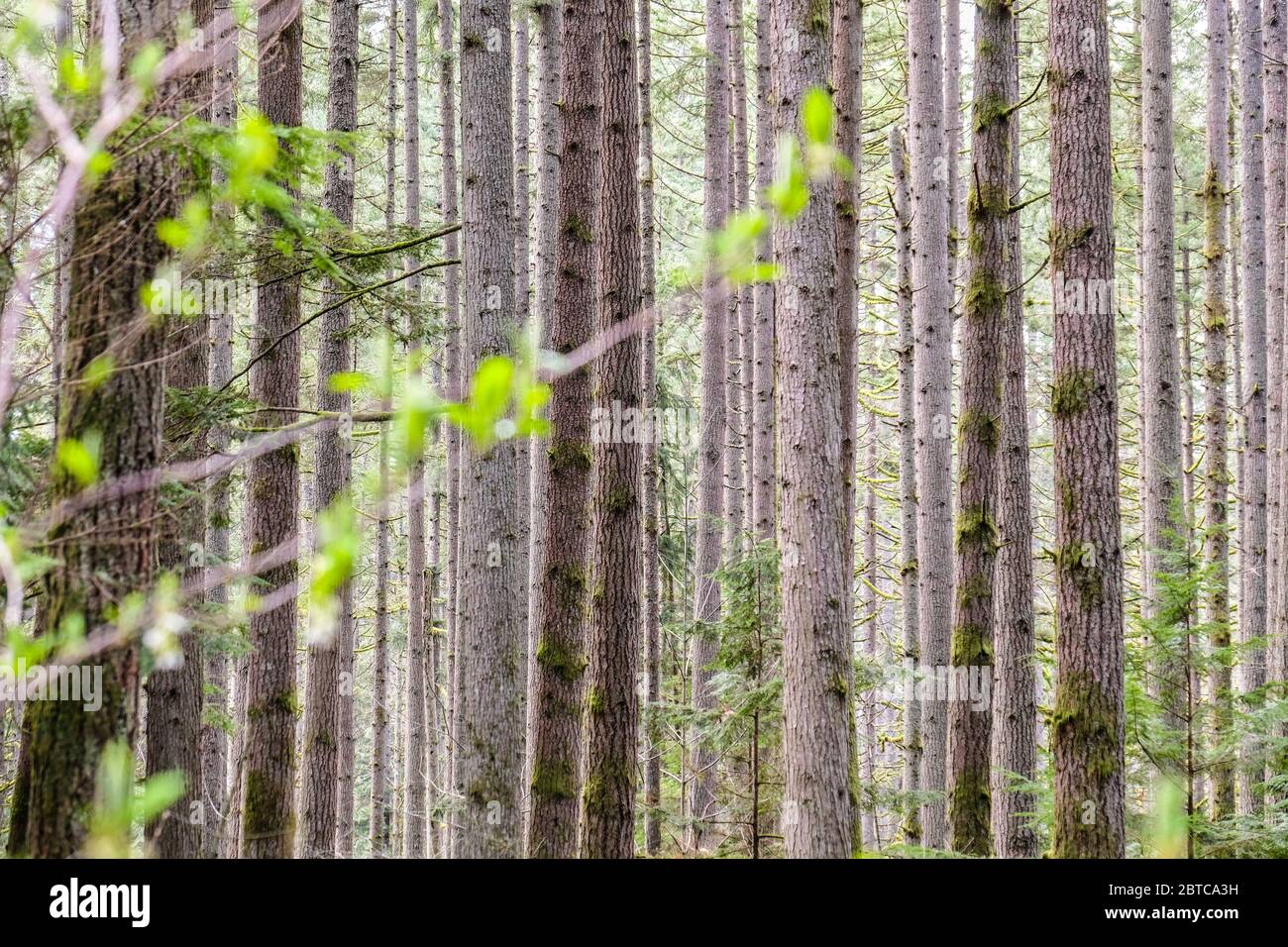 Close up of straight fir tree trunks in the woods Stock Photo - Alamy