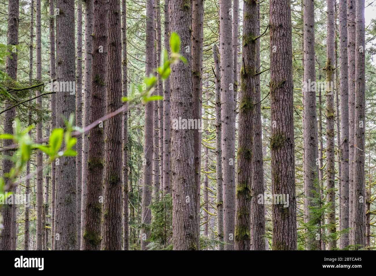 Close up of straight fir tree trunks in the woods Stock Photo - Alamy