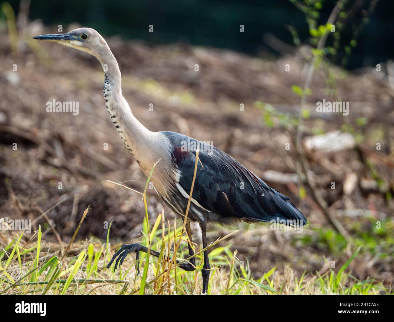 Stealthy birds of prey hi-res stock photography and images - Alamy