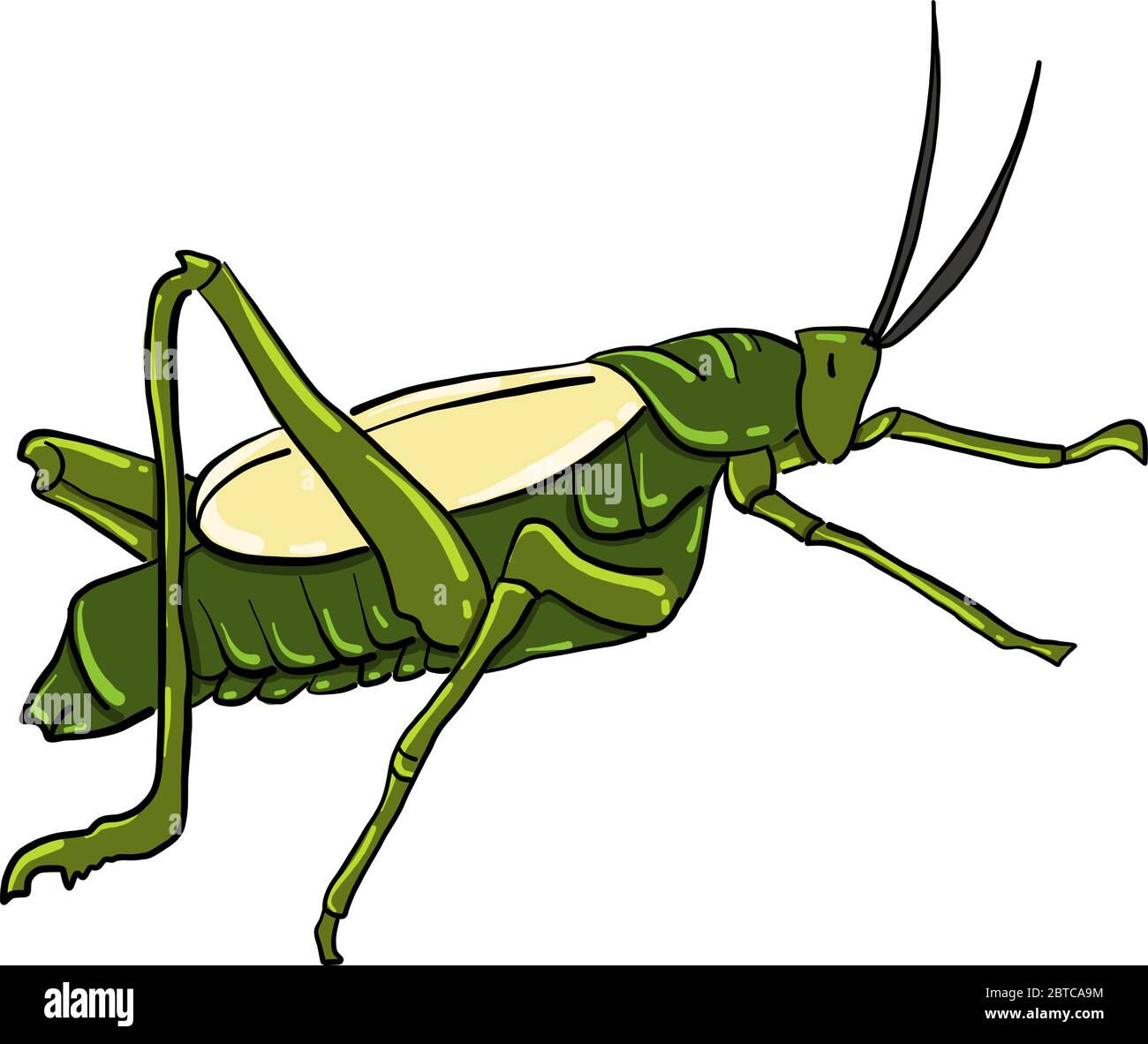 Grasshopper , illustration, vector on white background Stock Vector ...