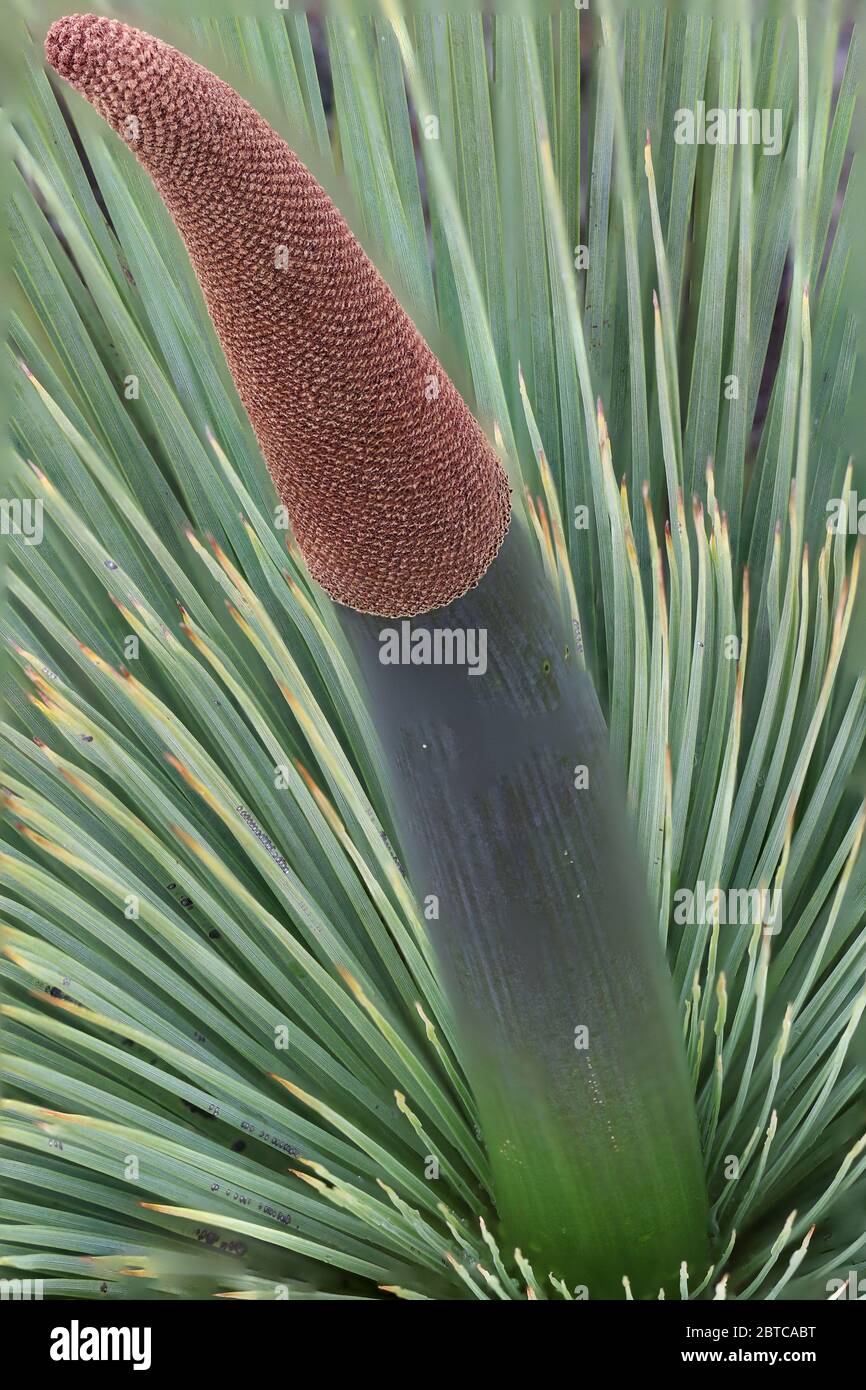 Grass Tree producing new flower spike Stock Photo - Alamy