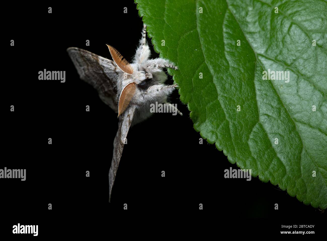 Big green moth hi-res stock photography and images - Alamy
