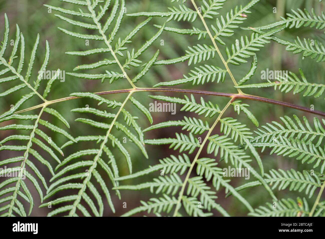 Bracken fern australia hi-res stock photography and images - Alamy