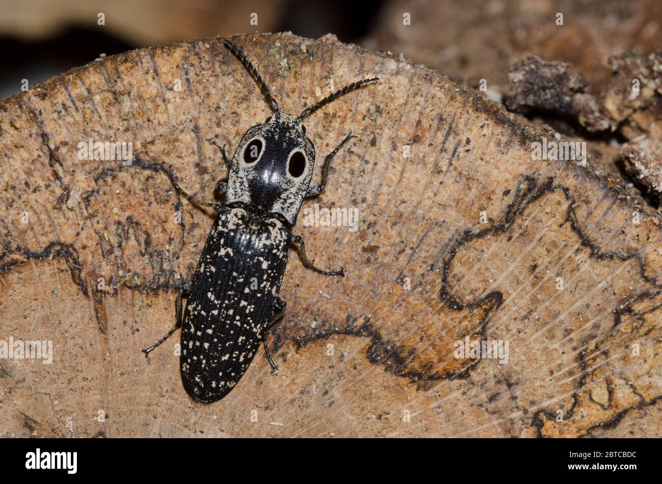 Oculatus hi-res stock photography and images - Alamy