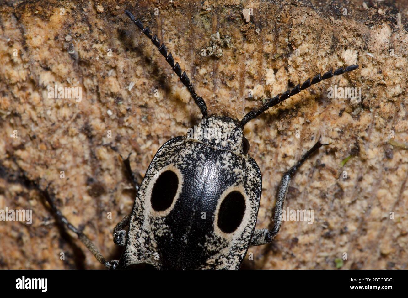 Black Eyed Click Beetle