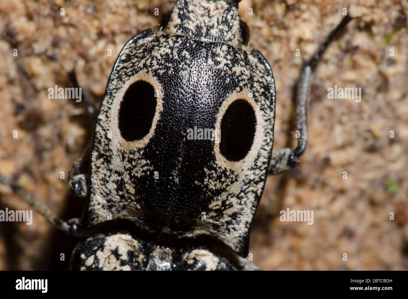 Eyed Click Beetle, Alaus oculatus Stock Photo - Alamy