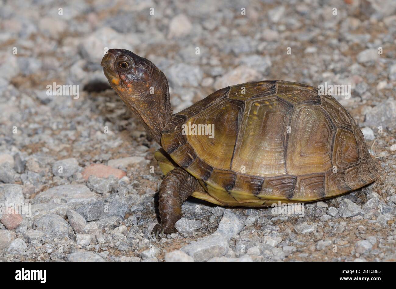 Gravel crossing hi-res stock photography and images - Alamy