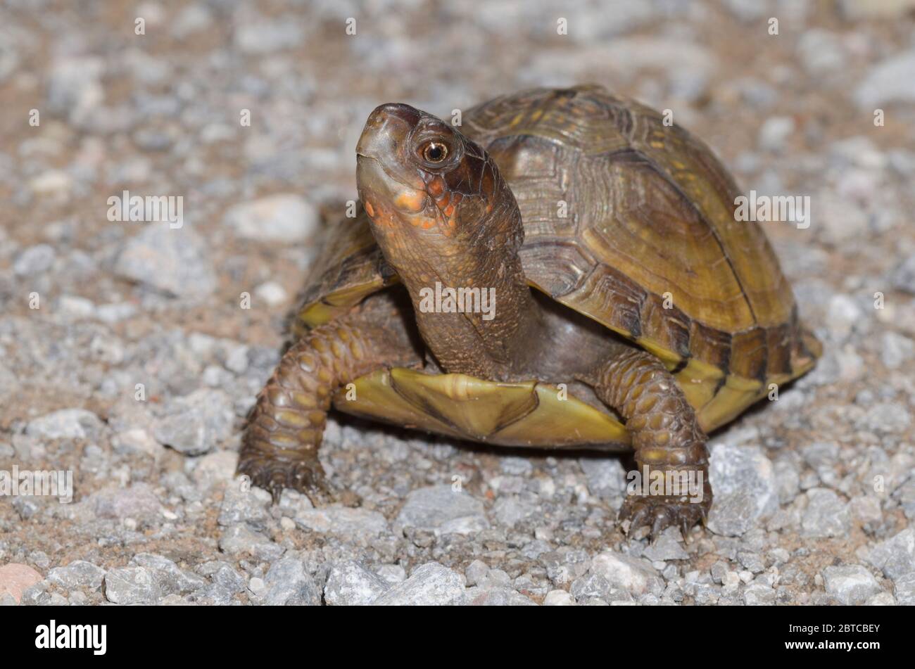 Three-toed Box Turtle, Terrapene carolina, crossing gravel road Stock ...