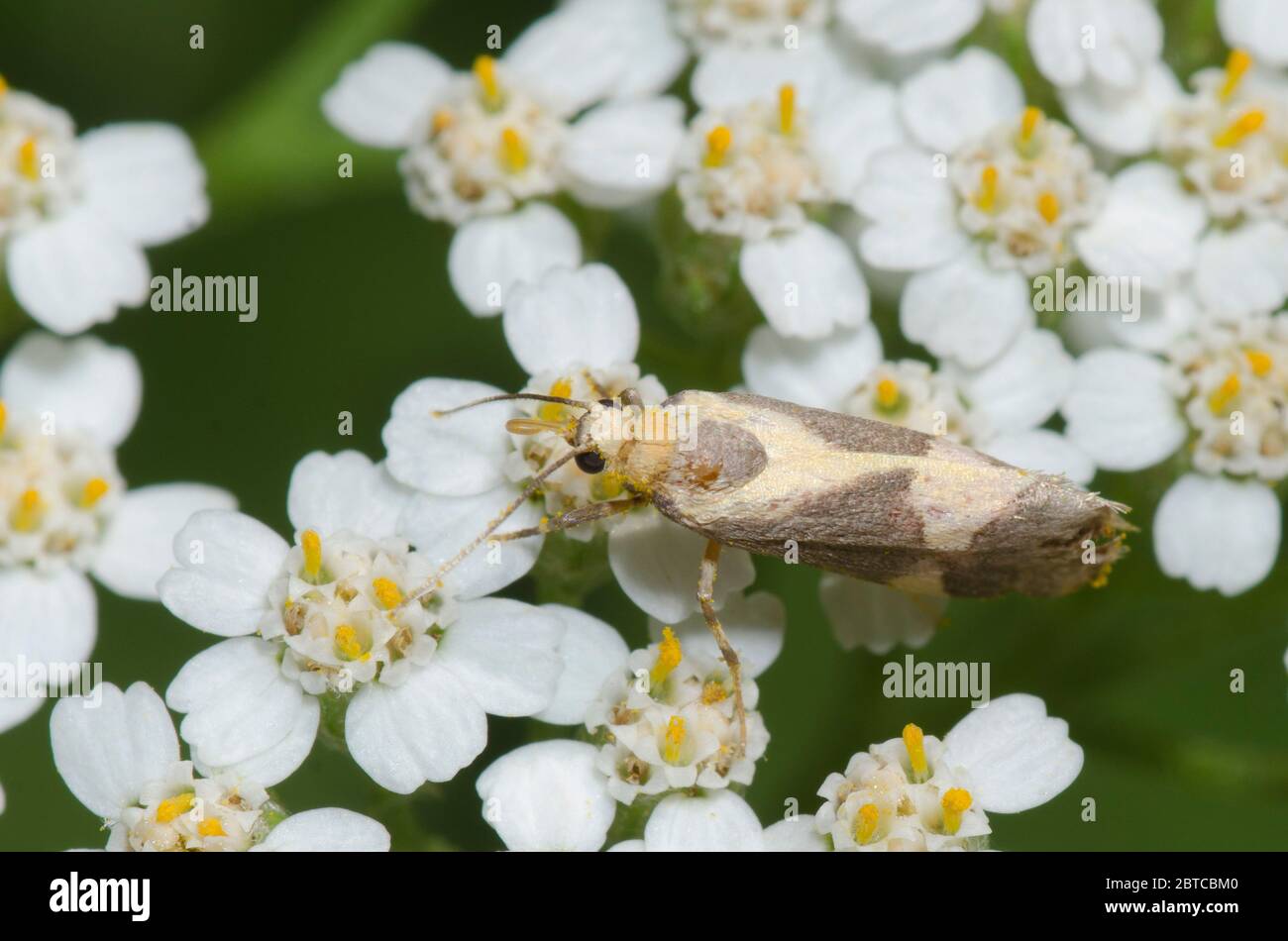 One banded lichen moth hi-res stock photography and images - Alamy