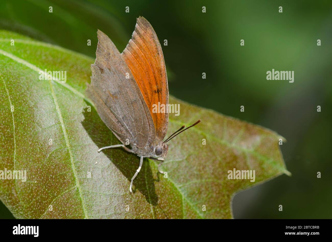 Goatweed Leafwing, Anaea andria, male Stock Photo - Alamy