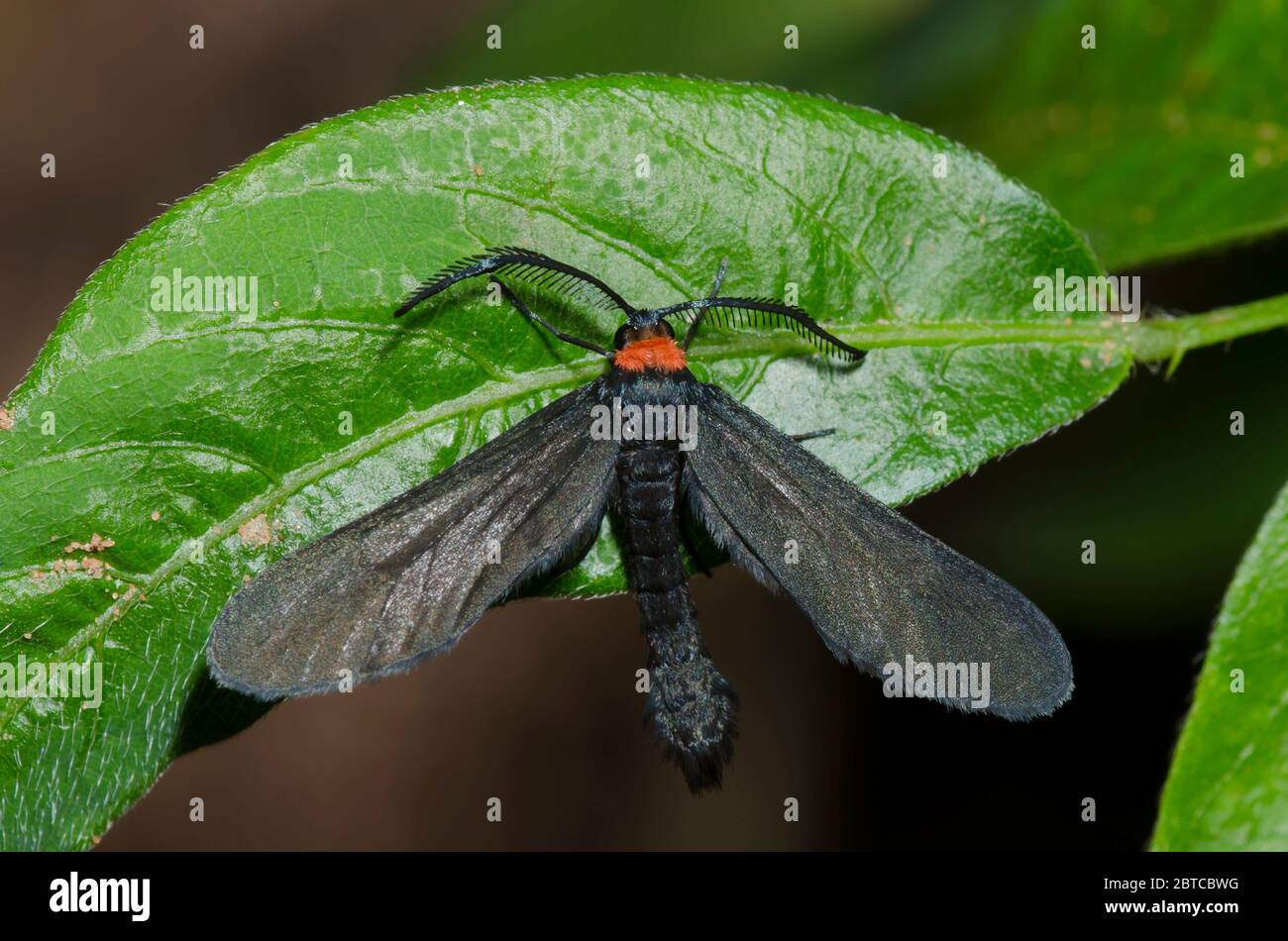 Subfamily procridinae hi-res stock photography and images - Alamy