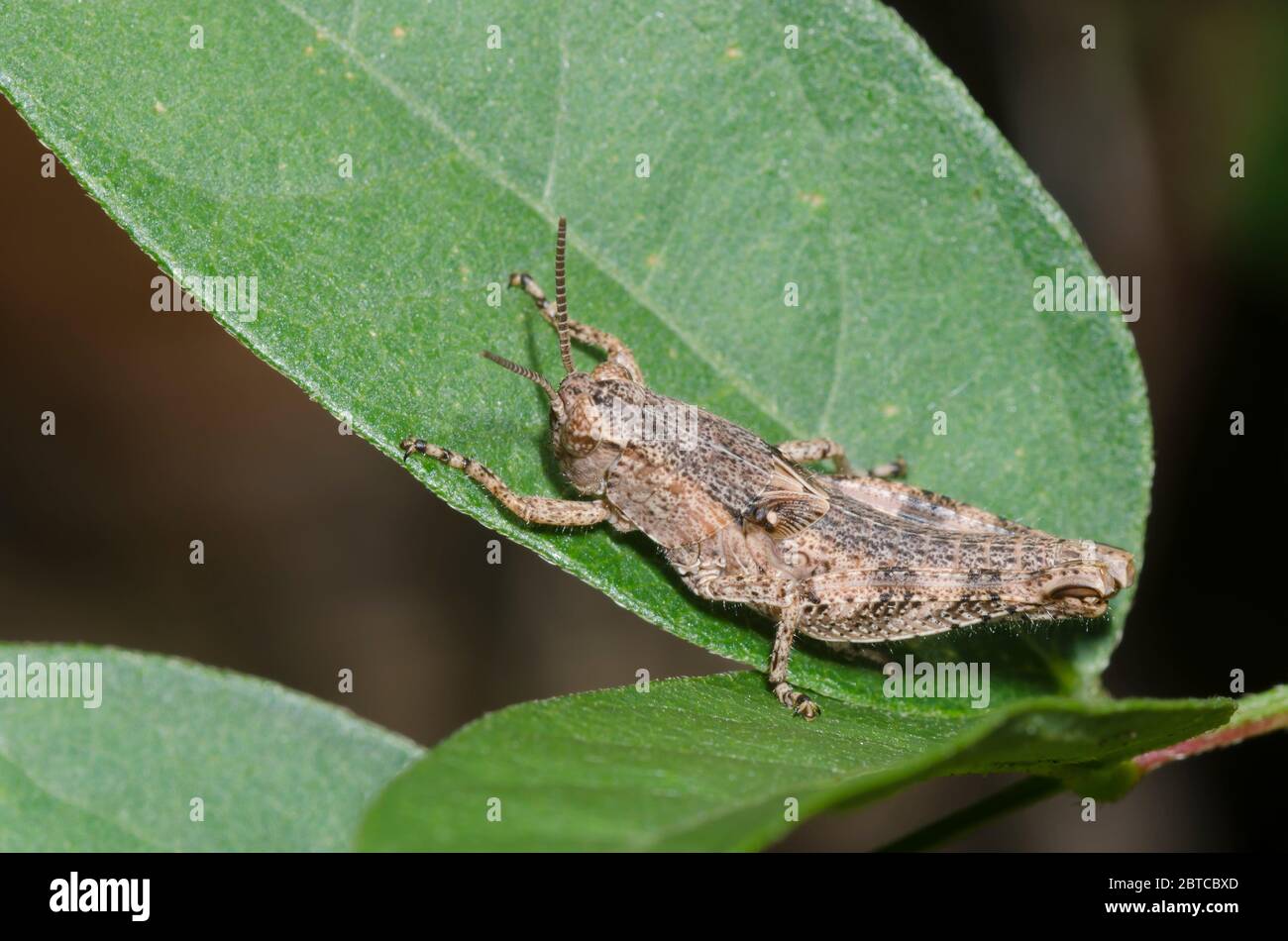 Melanoplinae hi-res stock photography and images - Alamy