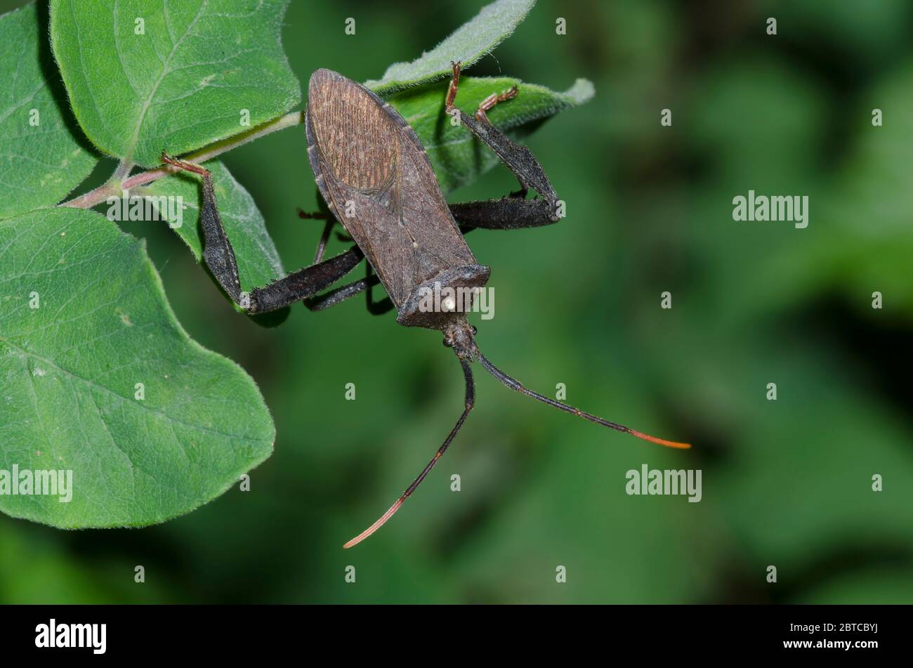 Acanthocephala hi-res stock photography and images - Alamy