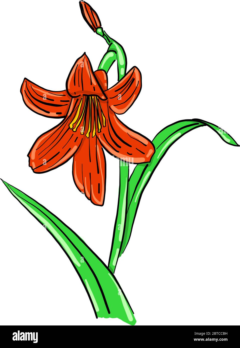 Red lily flower , illustration, vector on white background Stock Vector ...