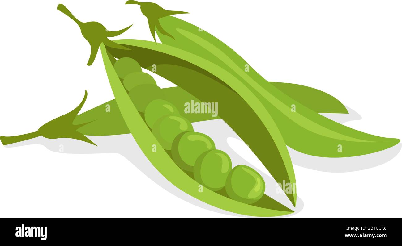Sweet peas on white background Stock Vector Images - Alamy